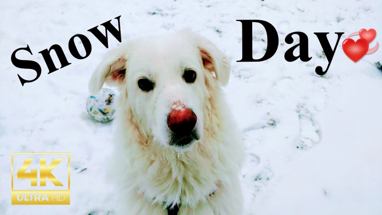snow day for my dog💞 - YouTube