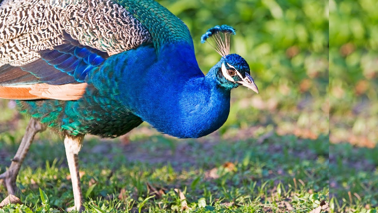 Peacock sound and walk in forest | Peacock call | Peacock song - YouTube