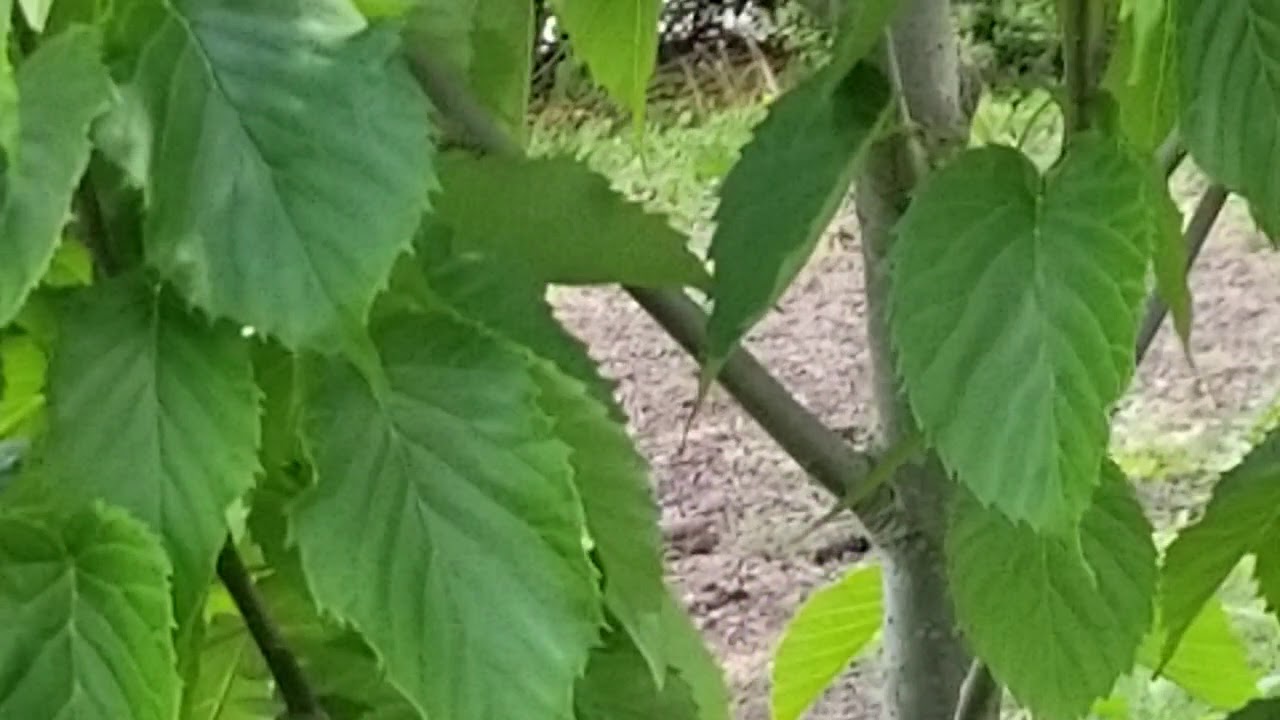 DAVIDIA INVOLUCRATA 'ISELI FASTIGIATE' DOVE TREE - YouTube