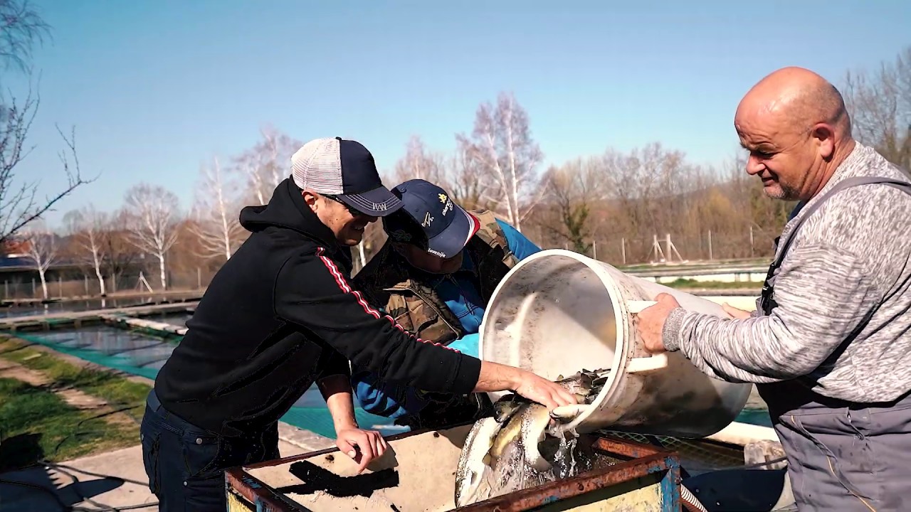 ŠRD "Krka" Knin - Poribljavanje rijeke Krke - YouTube