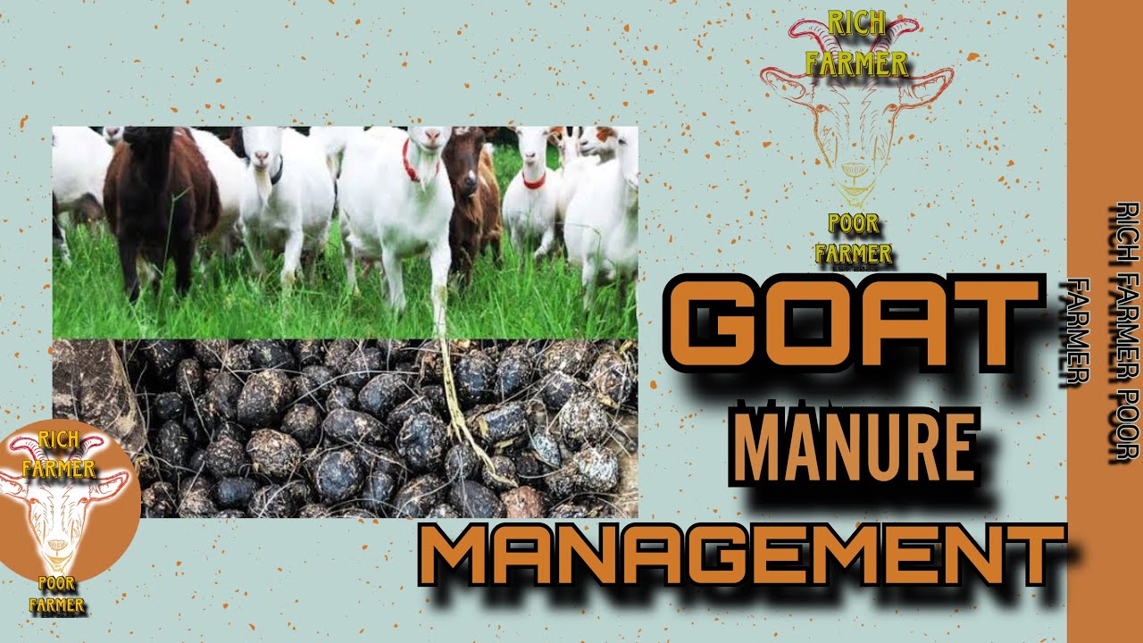 Goat Manure Management - YouTube