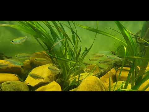 Phenacogrammus sp. - YouTube