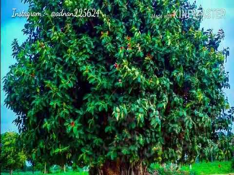 Best of All Baluchi Poetry By ustad Arif Baloch