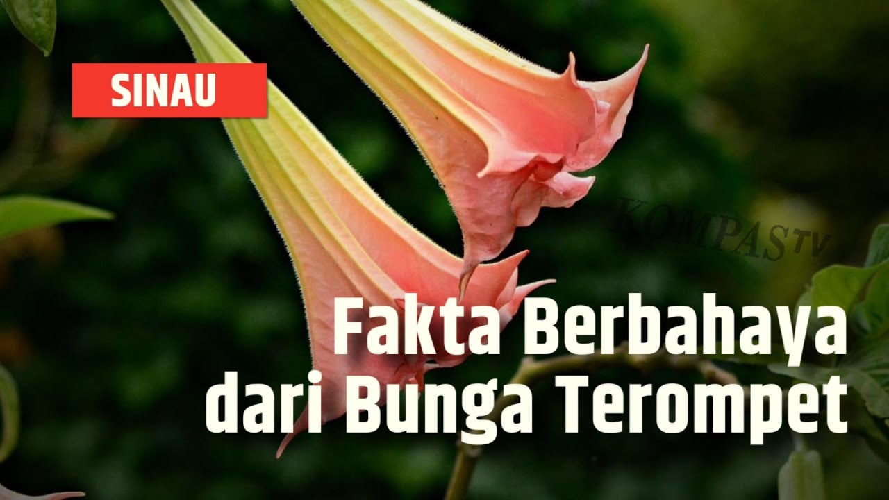 Fakta Berbahaya Bunga Terompet yang Orang Belum Banyak Tahu | SINAU ...