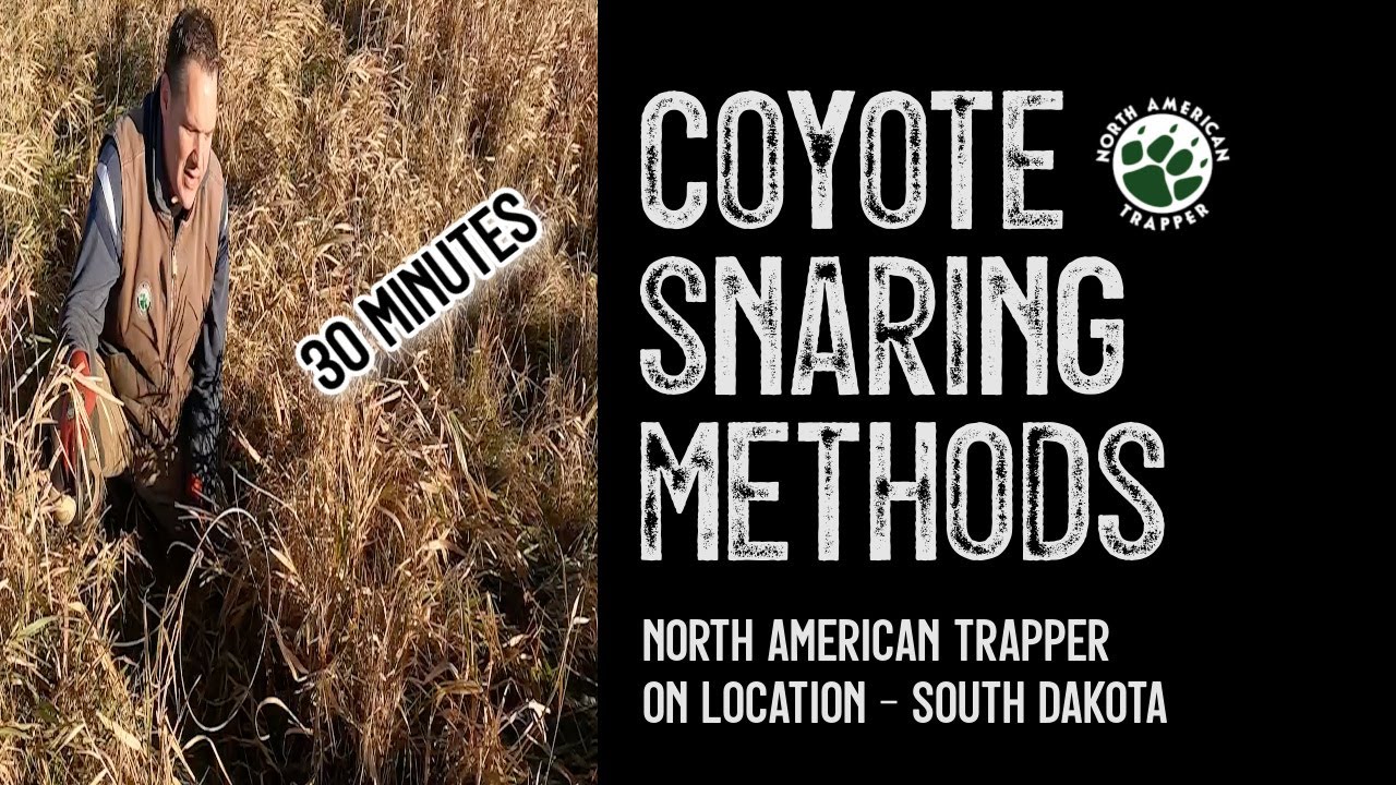 Coyote Snaring Methods ~ South Dakota ~ Part #1 - YouTube