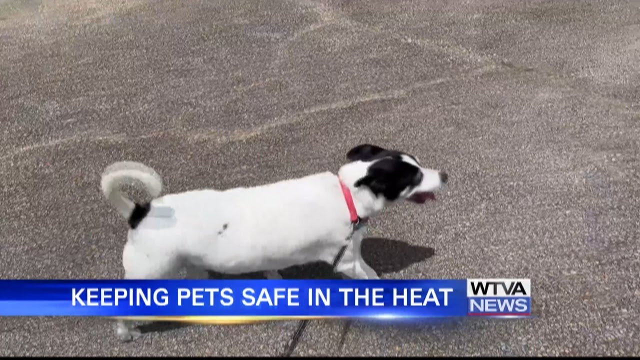 Tips for keeping pets safe in the heat - YouTube