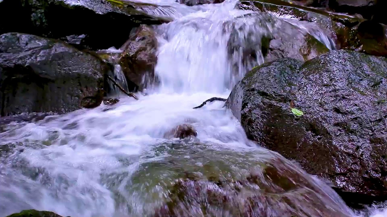 Peaceful Forest Stream. Flowing Water. Relaxing Nature Sounds for ...