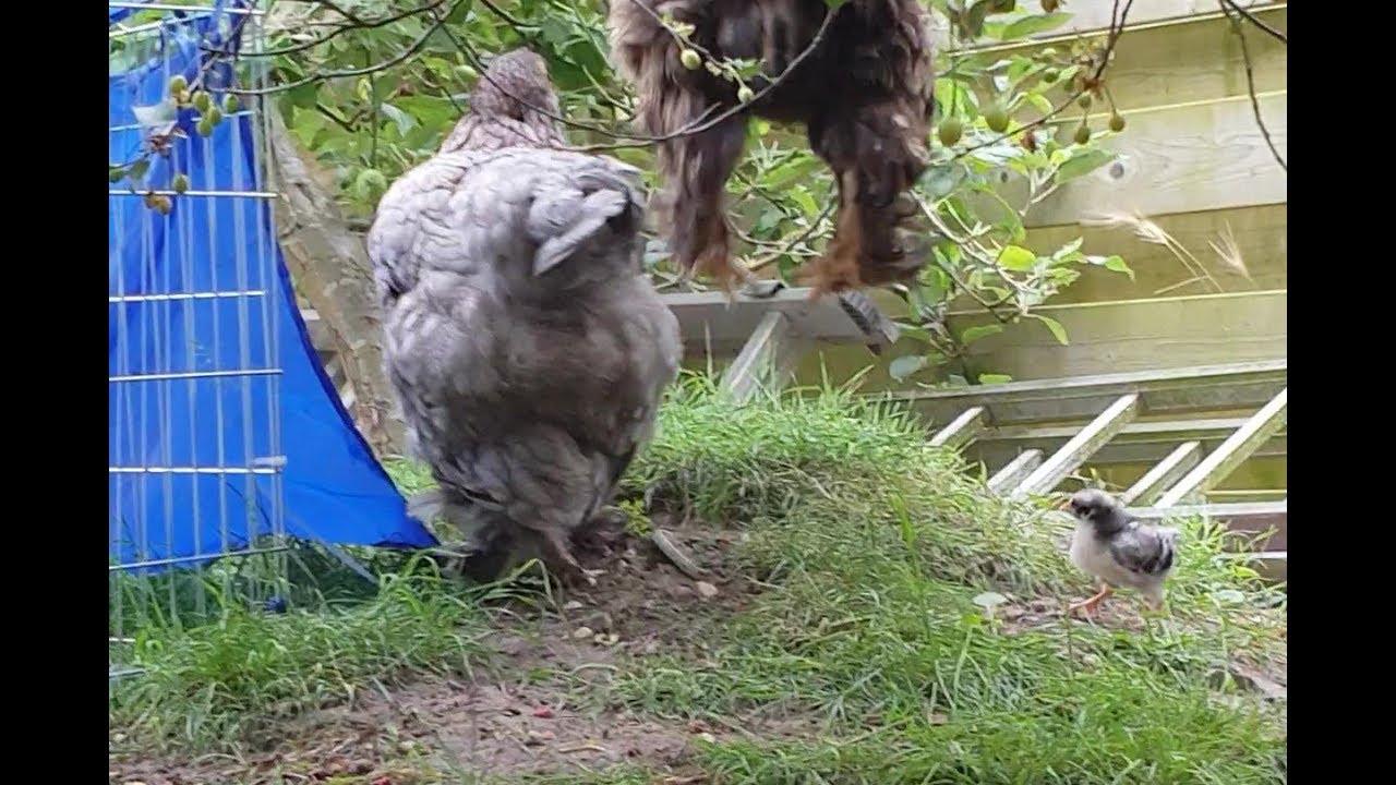 Jumping chicken / Springende kippen. - YouTube