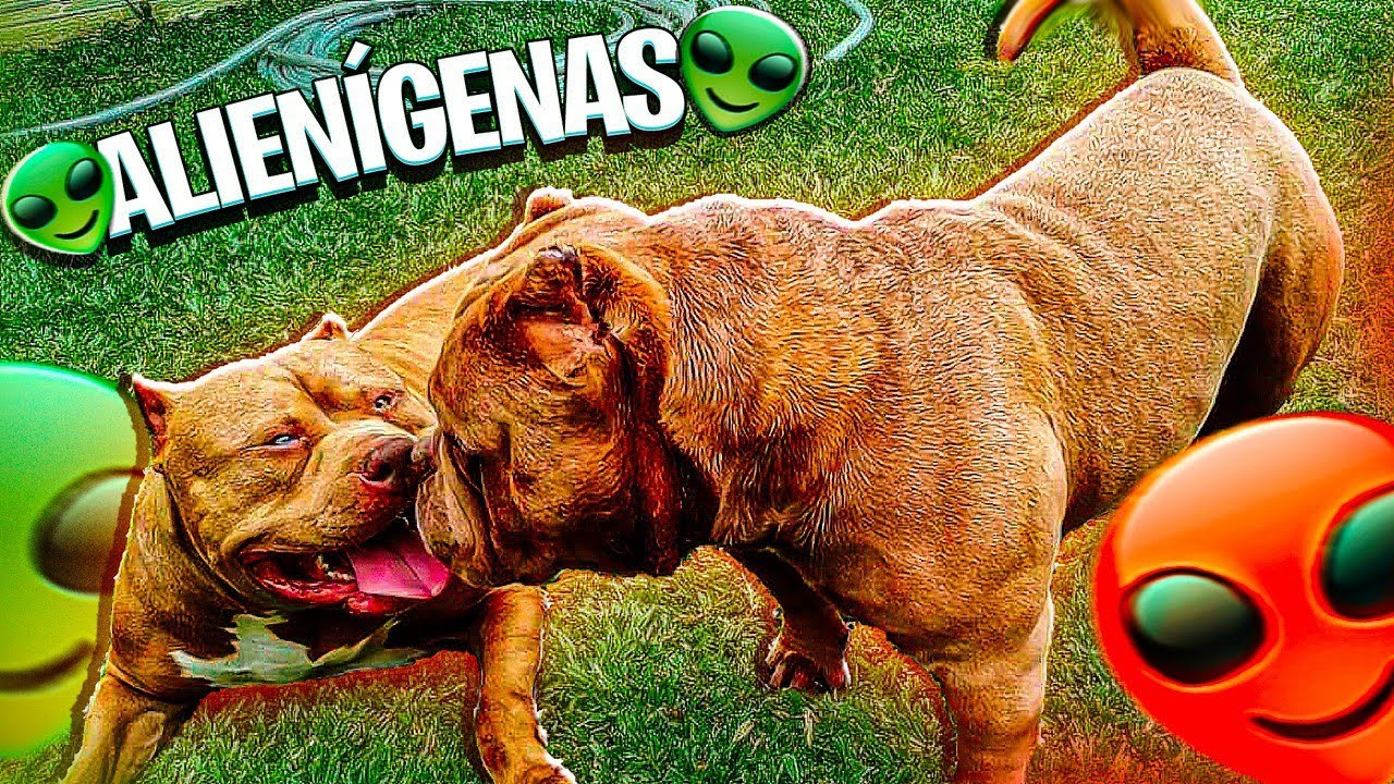 OS MELHORES EXOTIC BULLS DO MUNDO - DPK - YouTube