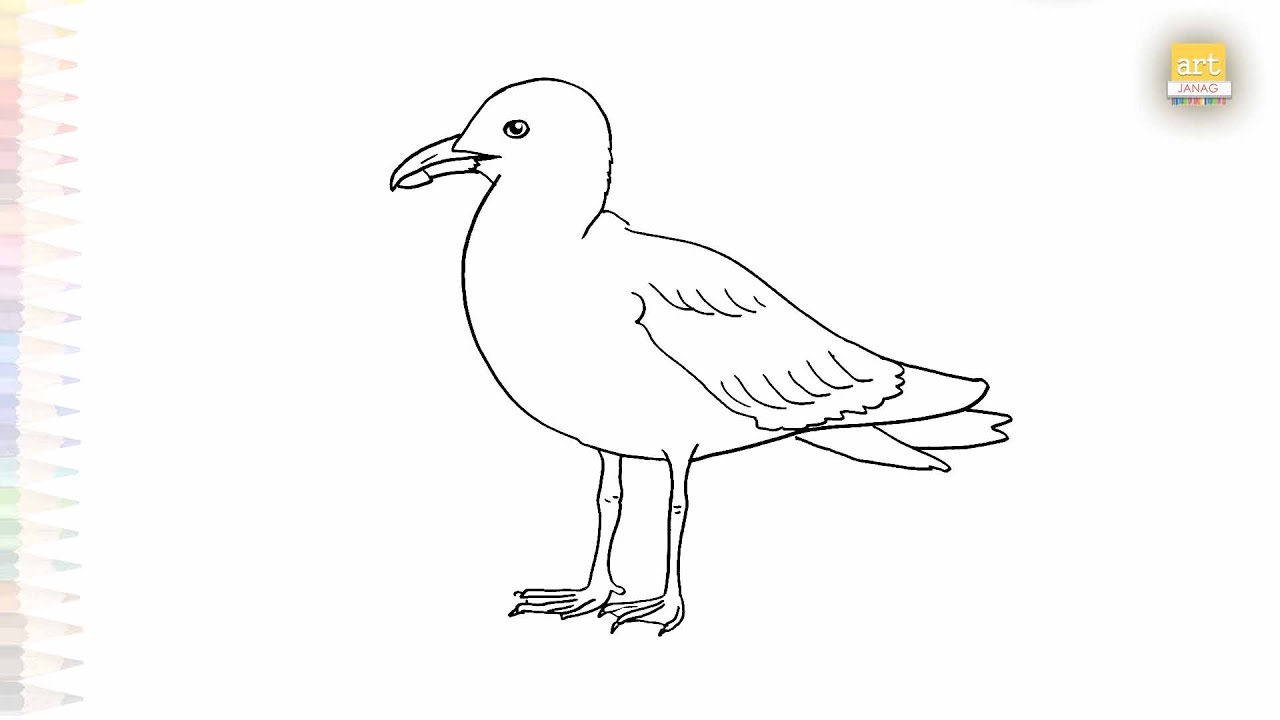 European herring gull drawing easy | Art tutorial | How to draw herring ...