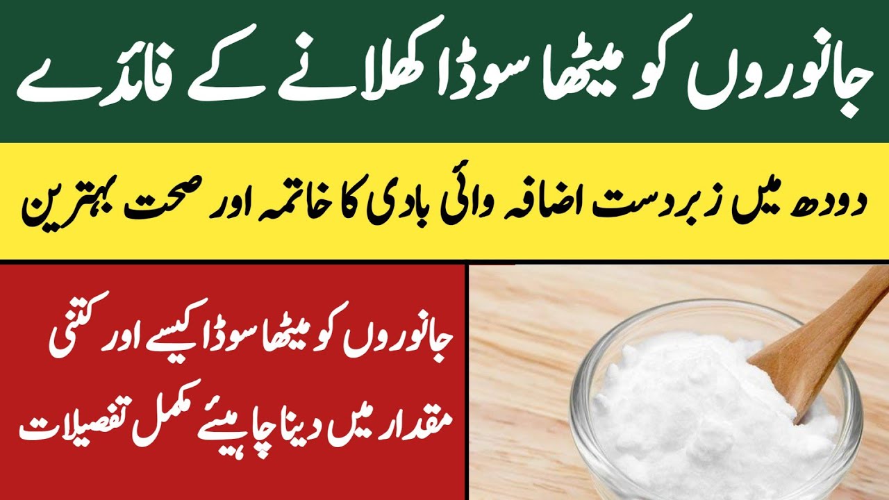 Janwaron Ko Meetha Soda Istimal Karwany Ka Darust Tarika Or Faiday janwaron-ko-meetha-soda-istimal-karwany-ka-darust-tarika-or-faiday