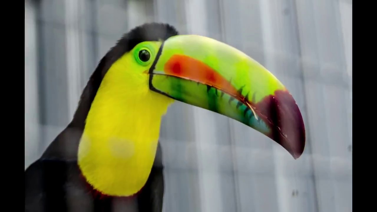 Costa Rica, Dec 2017. Pt2 Toucan Rescue Ranch - YouTube