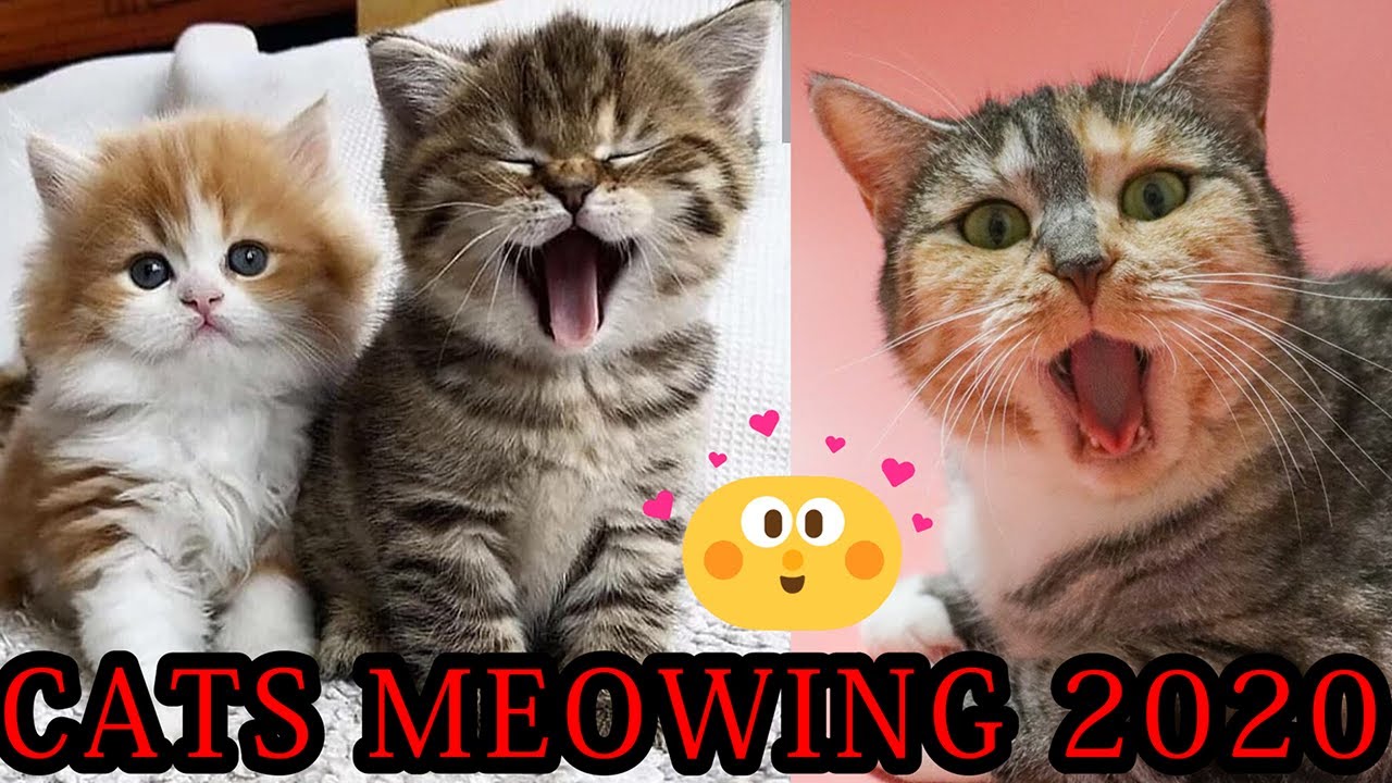️️MEOW🐱CATS 2020 | 😍CUTE CATS AND KITTENS MEOWING | MUST WATCH ...