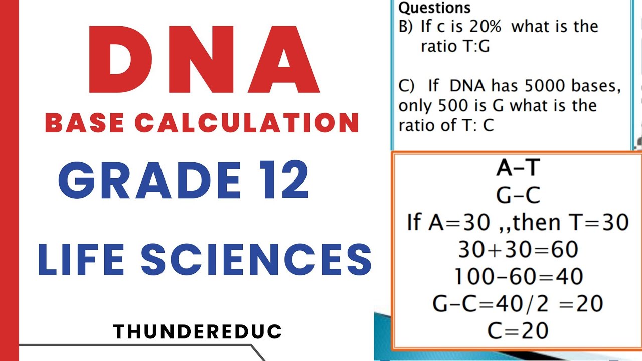 BASE CALCULATIONS: GRADE 12 LIFE SCIENCES SCIENCES : THUNDER EDUC BY M ...
