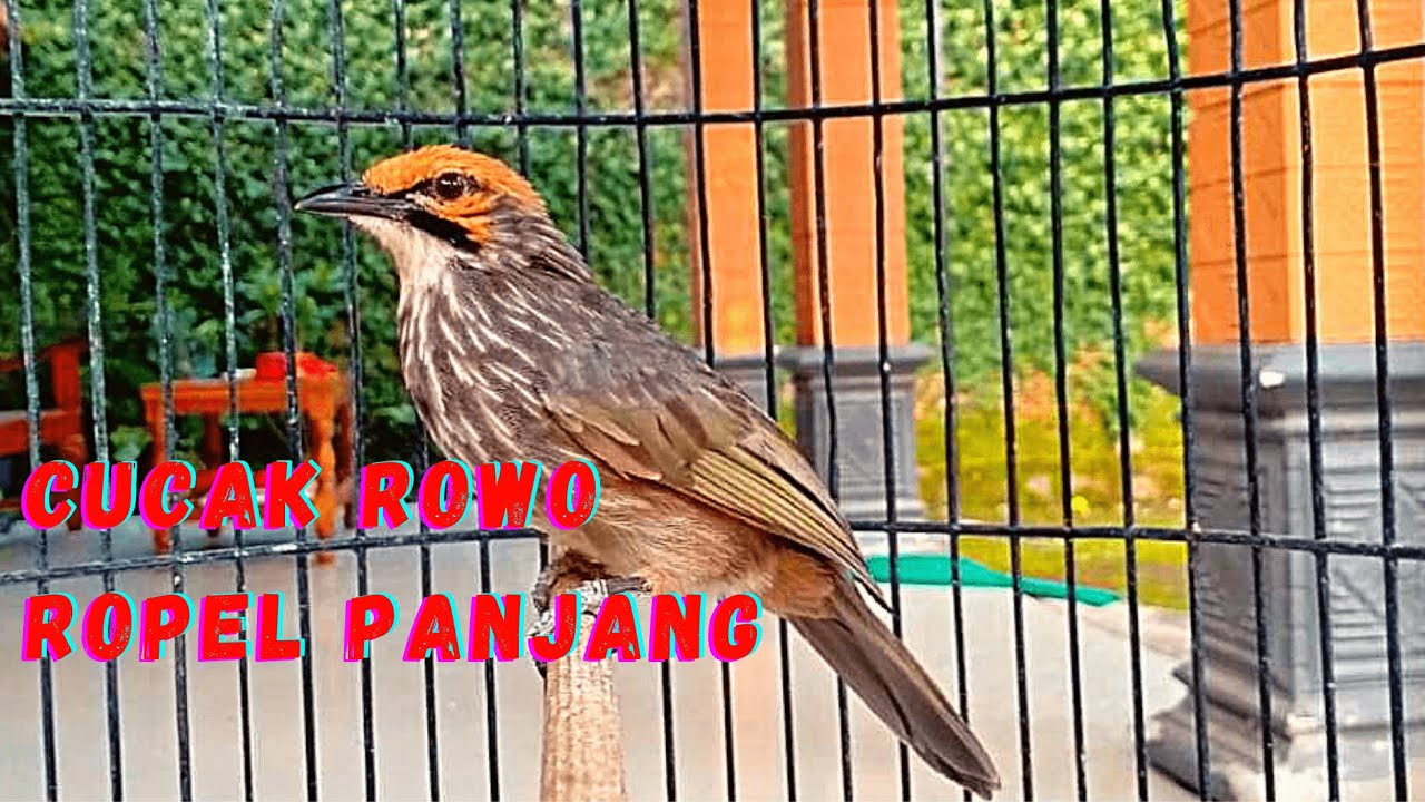 Suara Cucak Rowo Sepasang Gacor Ropel Burung Legendaris - YouTube