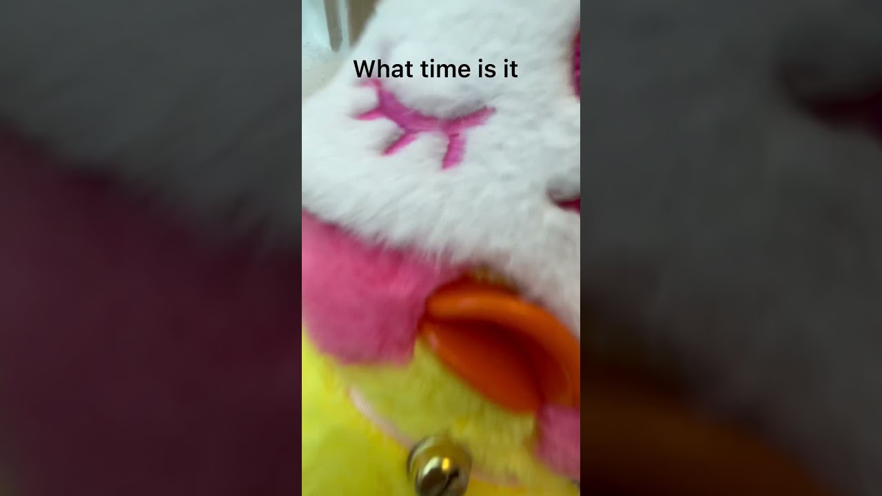 Maruu’s Morning Routine! (Laffin duck) - YouTube
