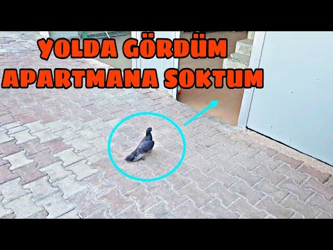 APARTMANA NUHUDİ GÜVERCİN SOKTUM