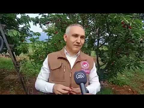 Manisa'nın Salihli kirazı dünyanın birçok ülkesine gönderiliyor