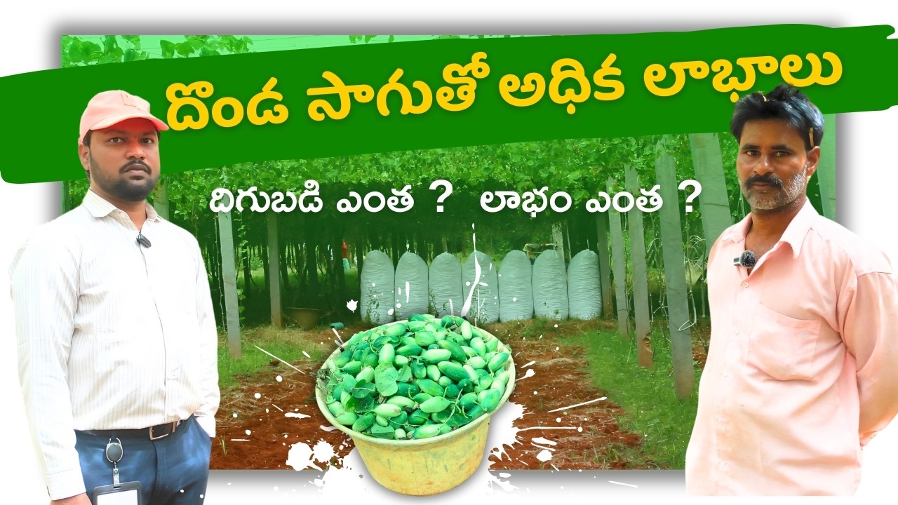 6 lakhs to 10 lakhs profit దొండ సాగుతో అధిక లాభాలు |Profitable Ivy ...