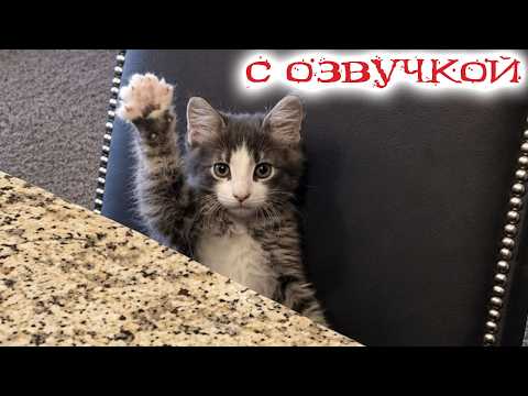 ПРИКОЛЫ С КОТАМИ! С ОЗВУЧКОЙ! Озорные Коты И Котята! Смешные Животные 2026!