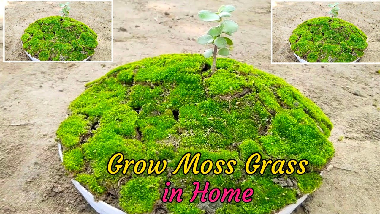 Grow Moss Grass In Pot | Beautiful Grass Grow In Pot | Evergreen Plant ...