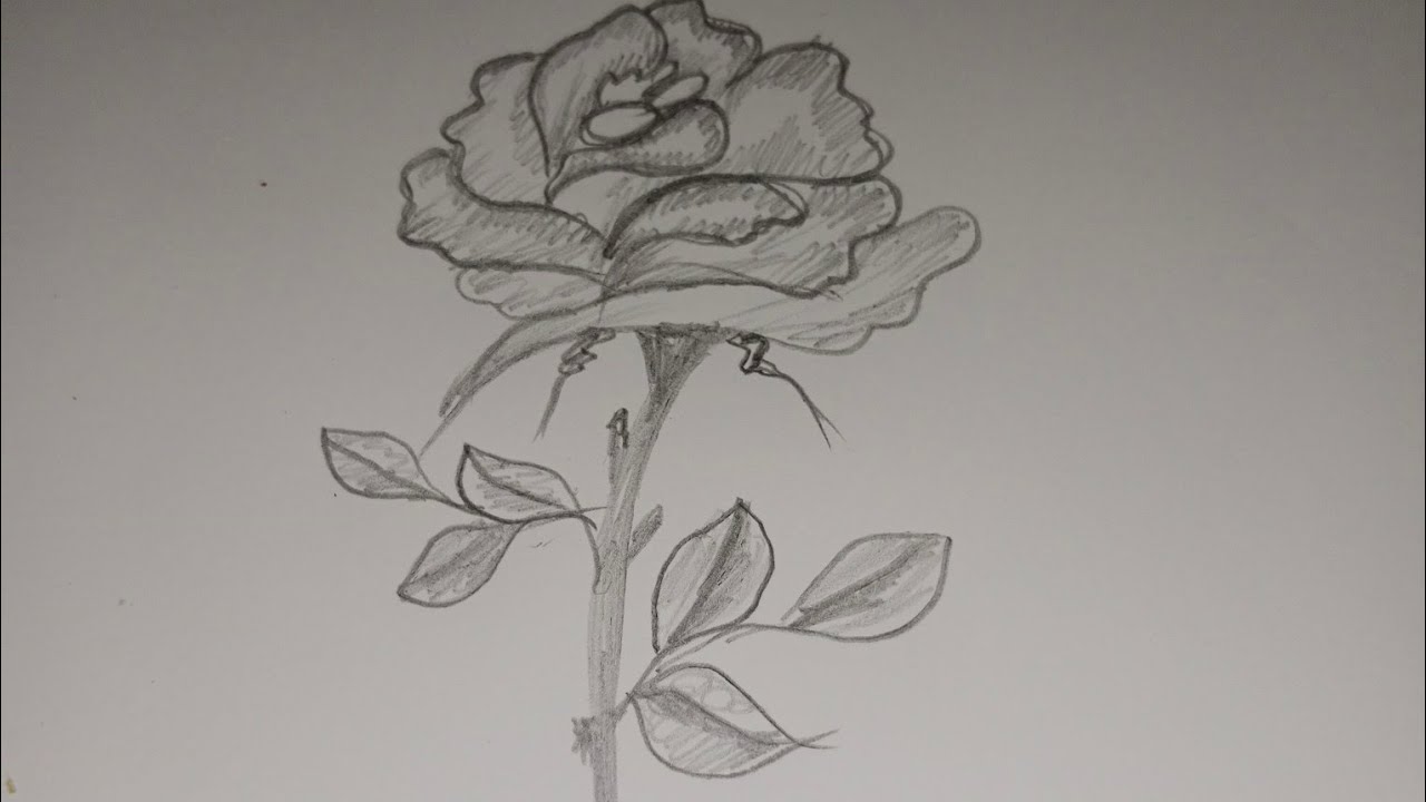 drawing/ flower/ rose flower/ easy flower/ simple drawing/ Art and ...