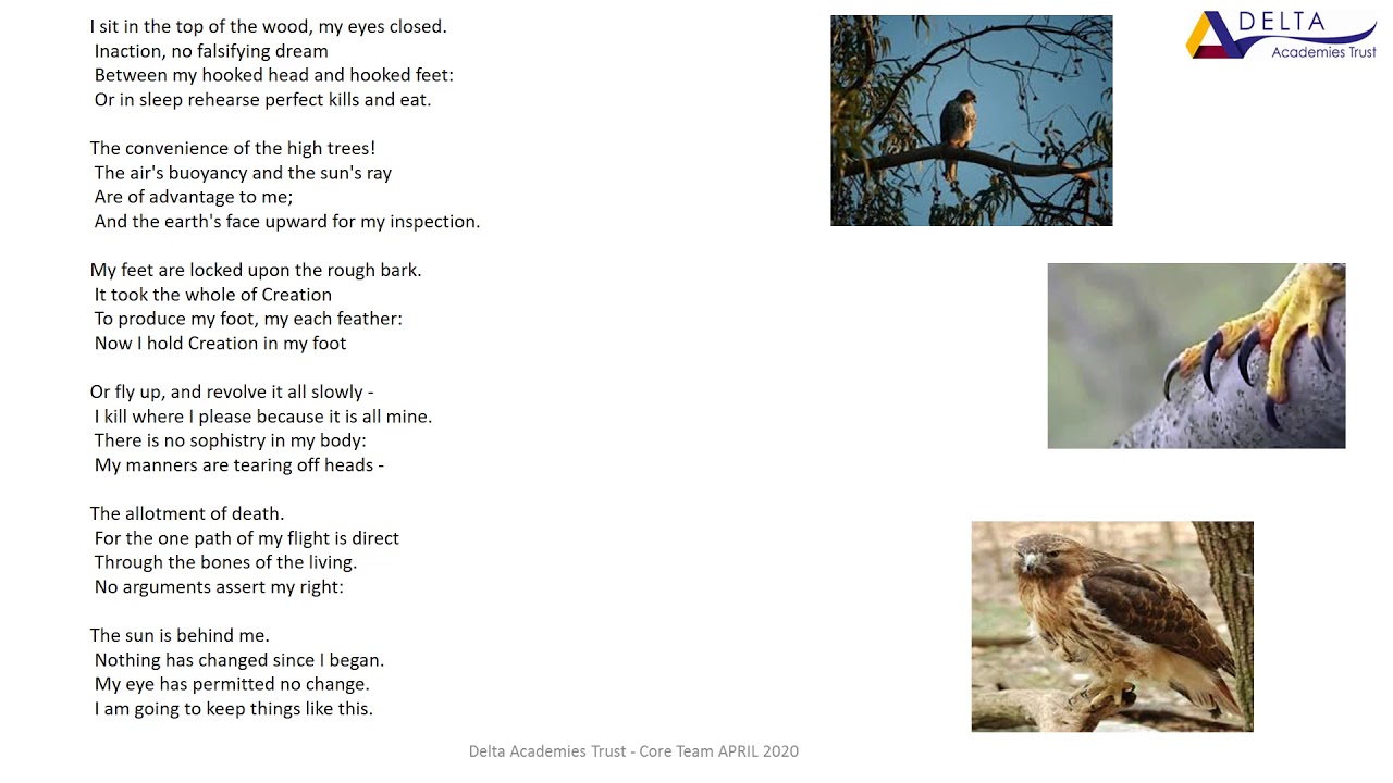 Hawk Roosting poem analysis - Eduqas style - YouTube