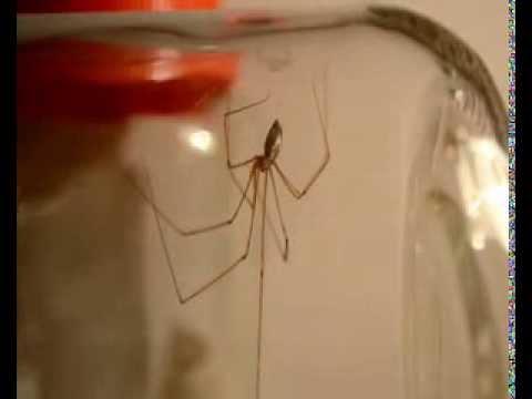 Cellar Spider Catching a Crane Fly - YouTube