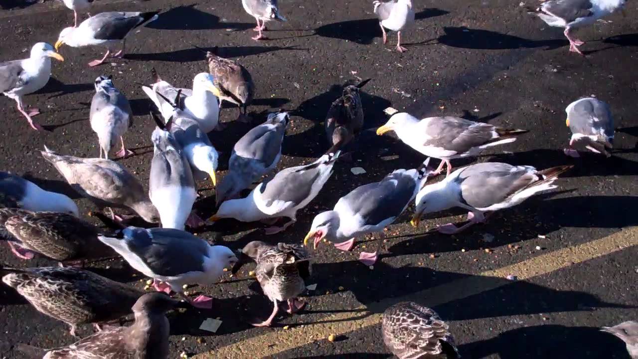 Seagull feeding frenzy - YouTube