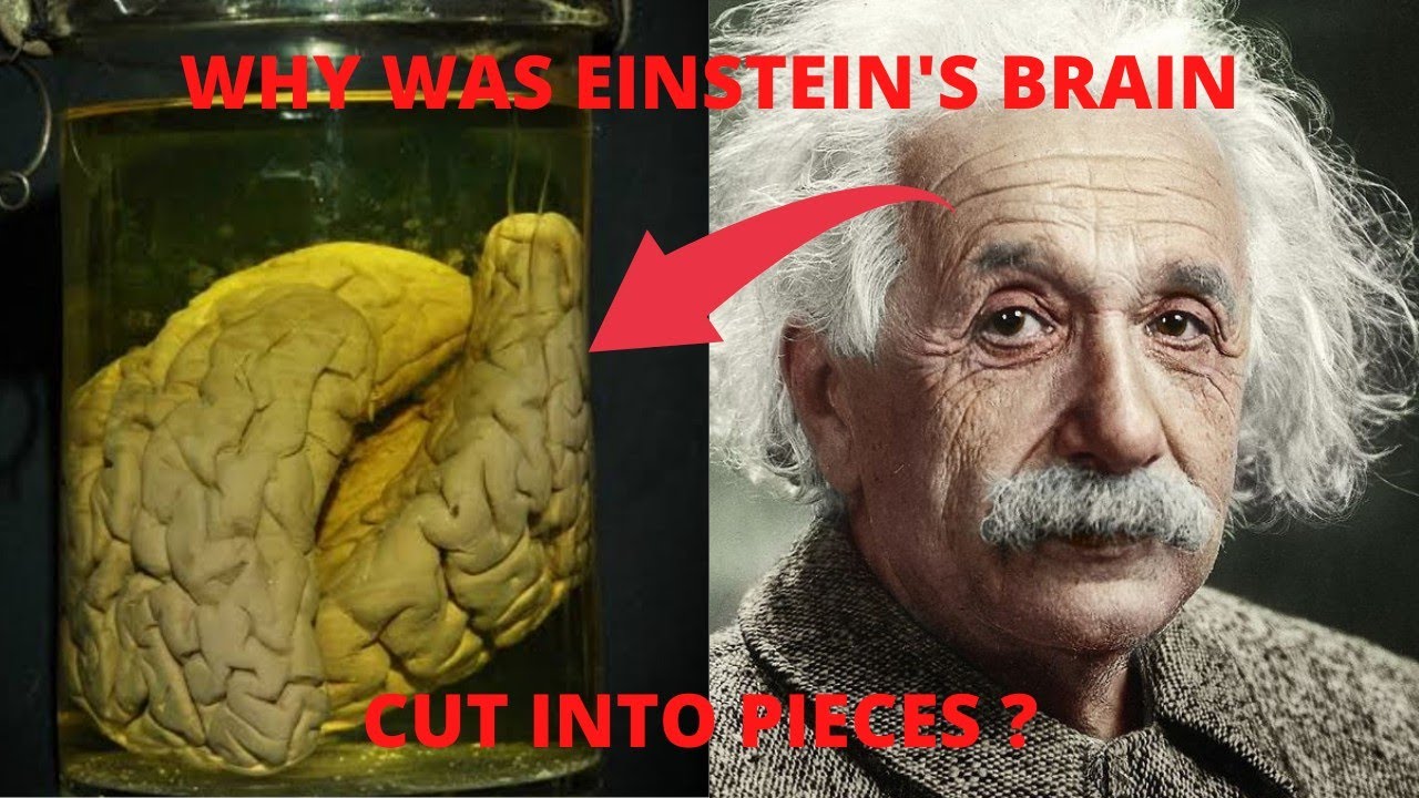 why was Einstein's brain cut into pieces? | why did harvey ran away ...