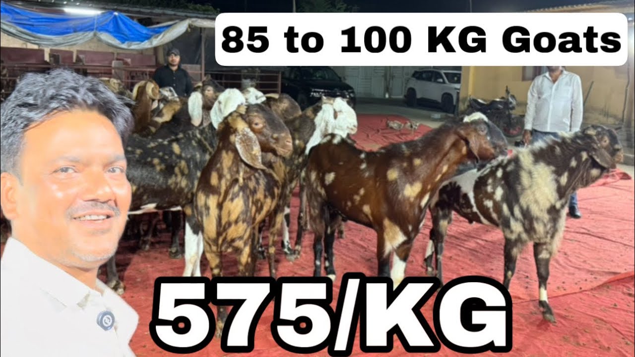 575/KG Khassi Goats at Sanjari Goat Farm | 85 to 100 KG Bakro Ka Lot ...