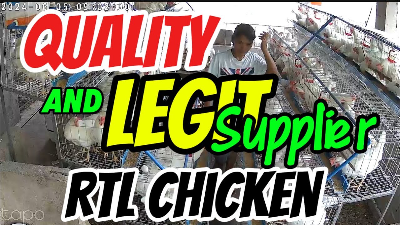 WHERE CAN WE GET QUALITY PULLETS AND LEGIT SUPPLIERS OF RTL CHICKEN ...