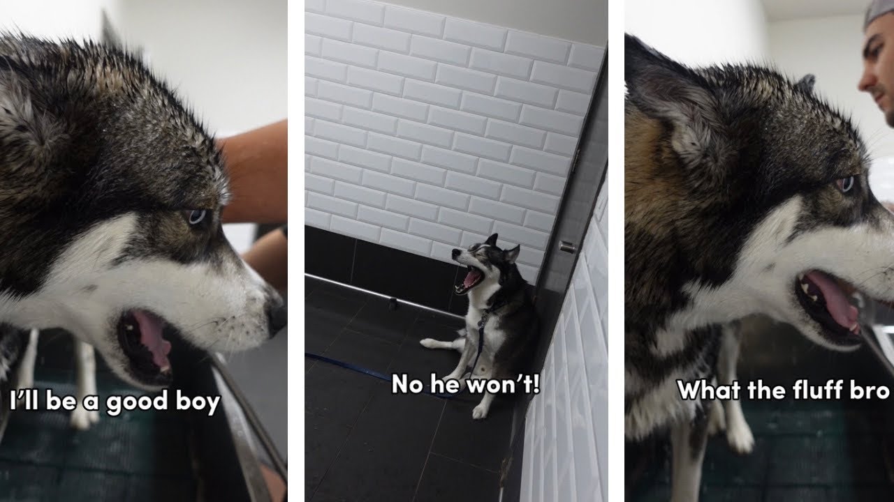 Bath time with 2 huskies (They are DRAMATIC and SCREAM!) - YouTube