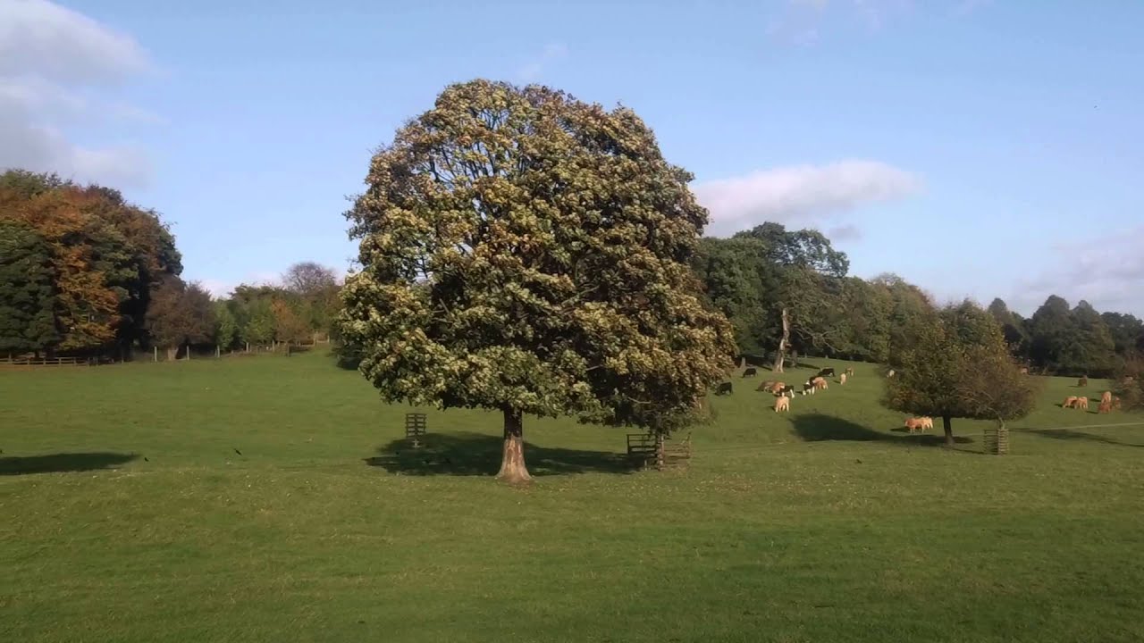 DXO One FullHD Sample Video