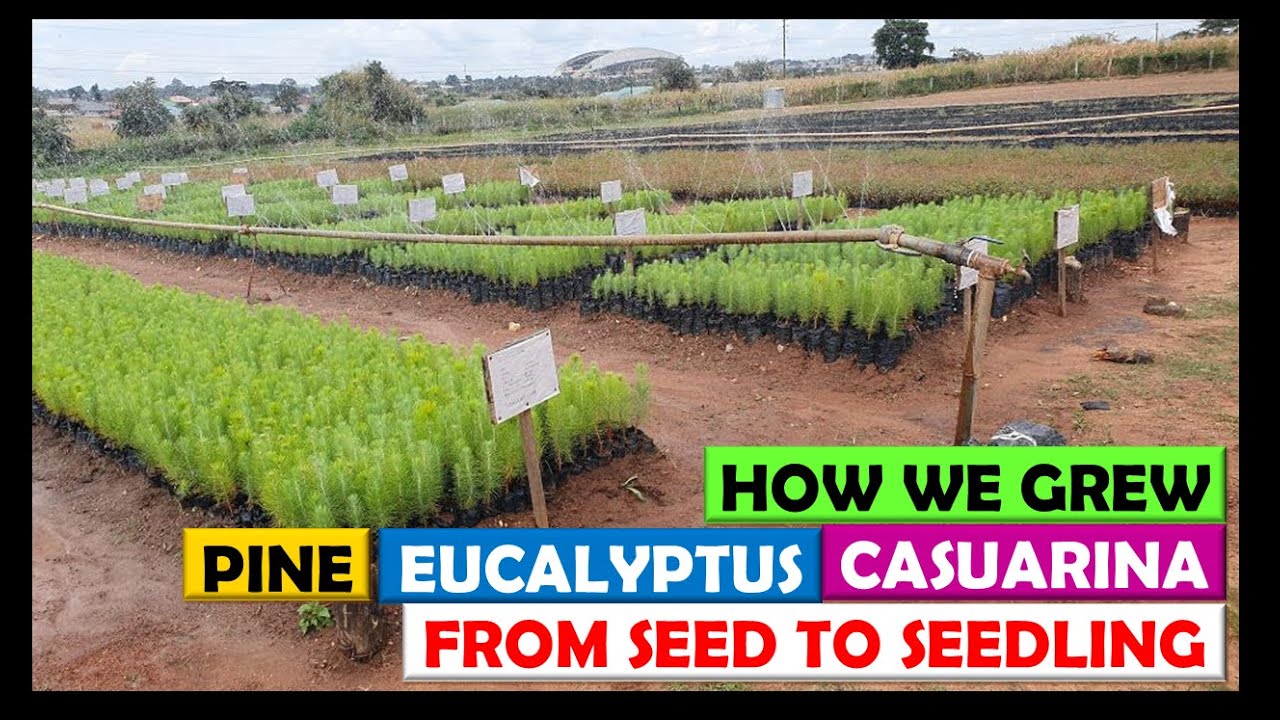 How We Grew Thousands of Pine, Eucalyptus & Casuarina Trees From Seed ...