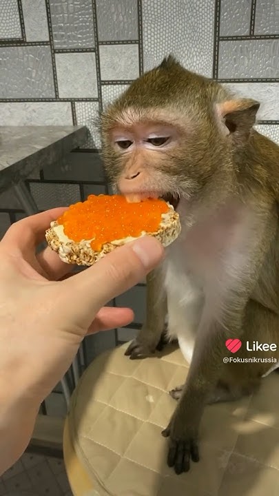 Губа не дура Youtube