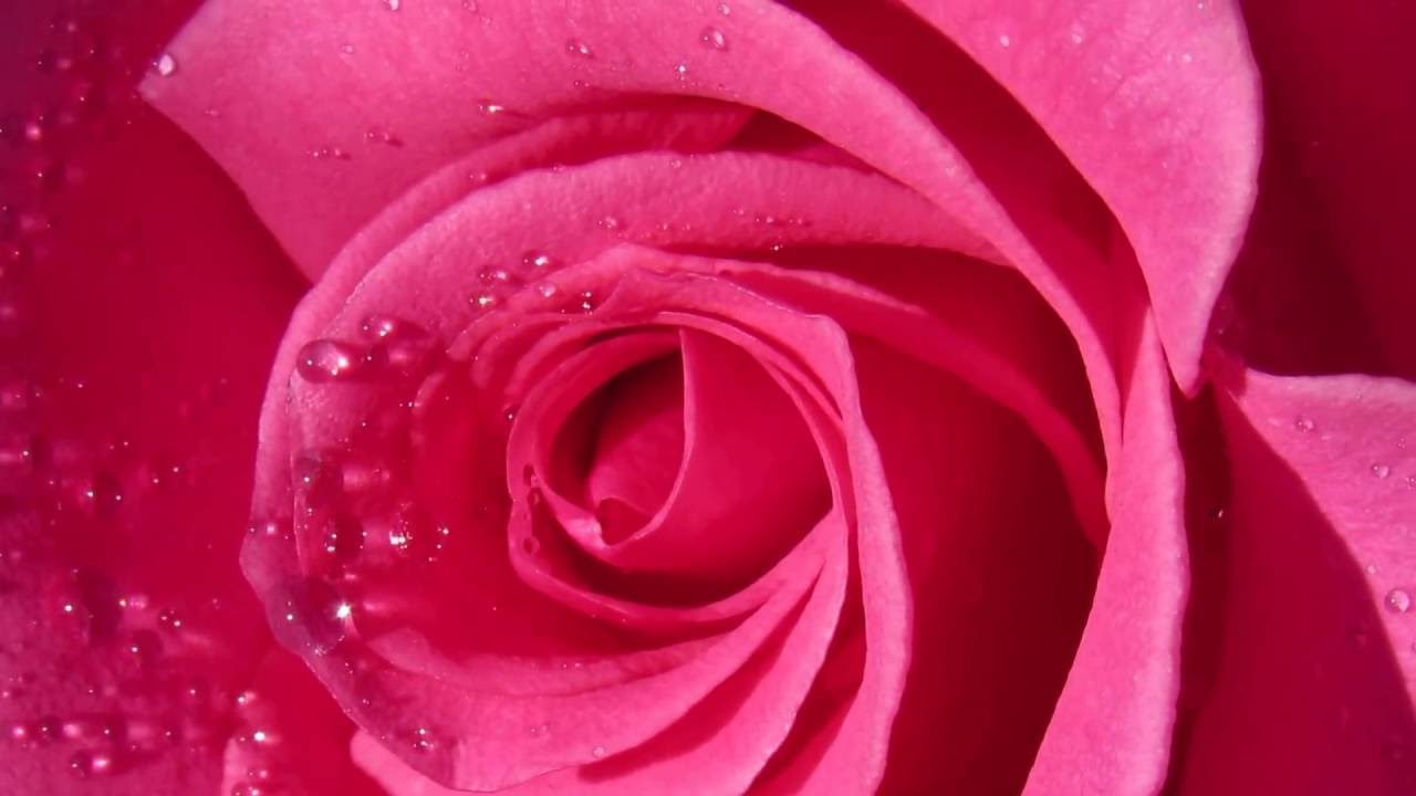 Rosa y gotas de rocío 🌹☀ - YouTube