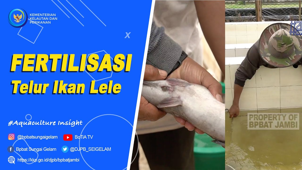 Fertilisasi Telur Ikan Lele #Aquaculture #insight 07 - YouTube