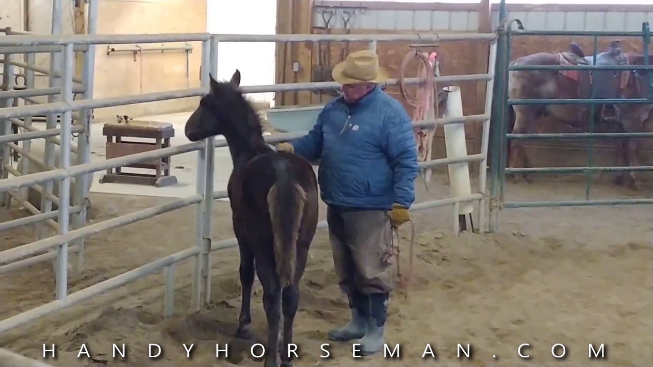 Working With A Foal, Colt Series - Part 6 - YouTube