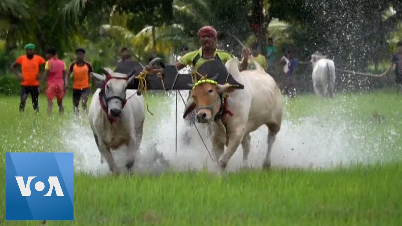 Indian Cow Race Festival Marks Monsoon Season’s Arrival - YouTube