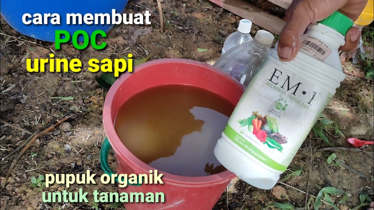 🔴 cara membuat pupuk organik cair dari urine sapi⁉️ fermentasi urine ...