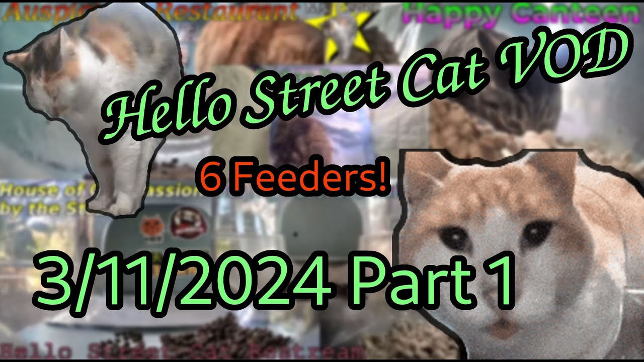 Hello Street Cat VOD - 3/11/2024 Part 1 - YouTube