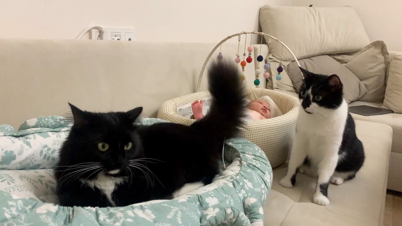 New family member | Uni and Nami sister cats - YouTube