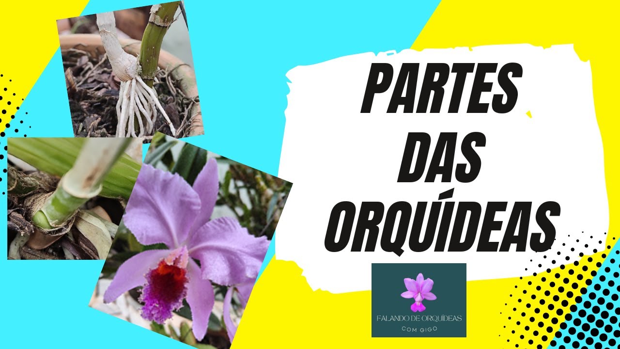 PARTES IMPORTANTES DAS ORQUÍDEAS - YouTube