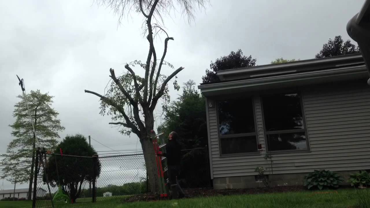 Cherry tree time lapse - YouTube