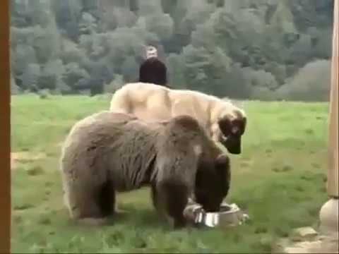Kangal ve ayının dostluğu