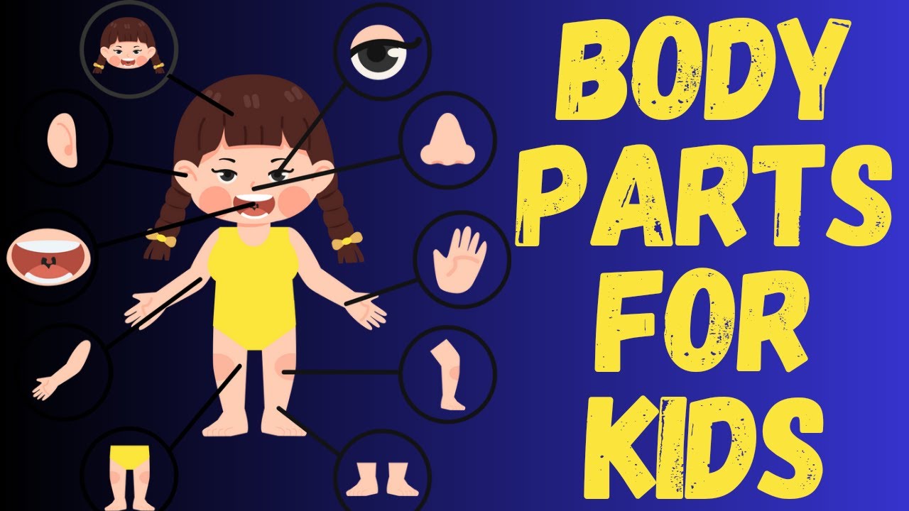 Human Body Parts Names In English|Names Of Body Parts|Parts - YouTube