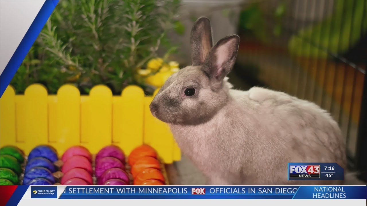 Pet Advice: Bringing home a bunny - YouTube