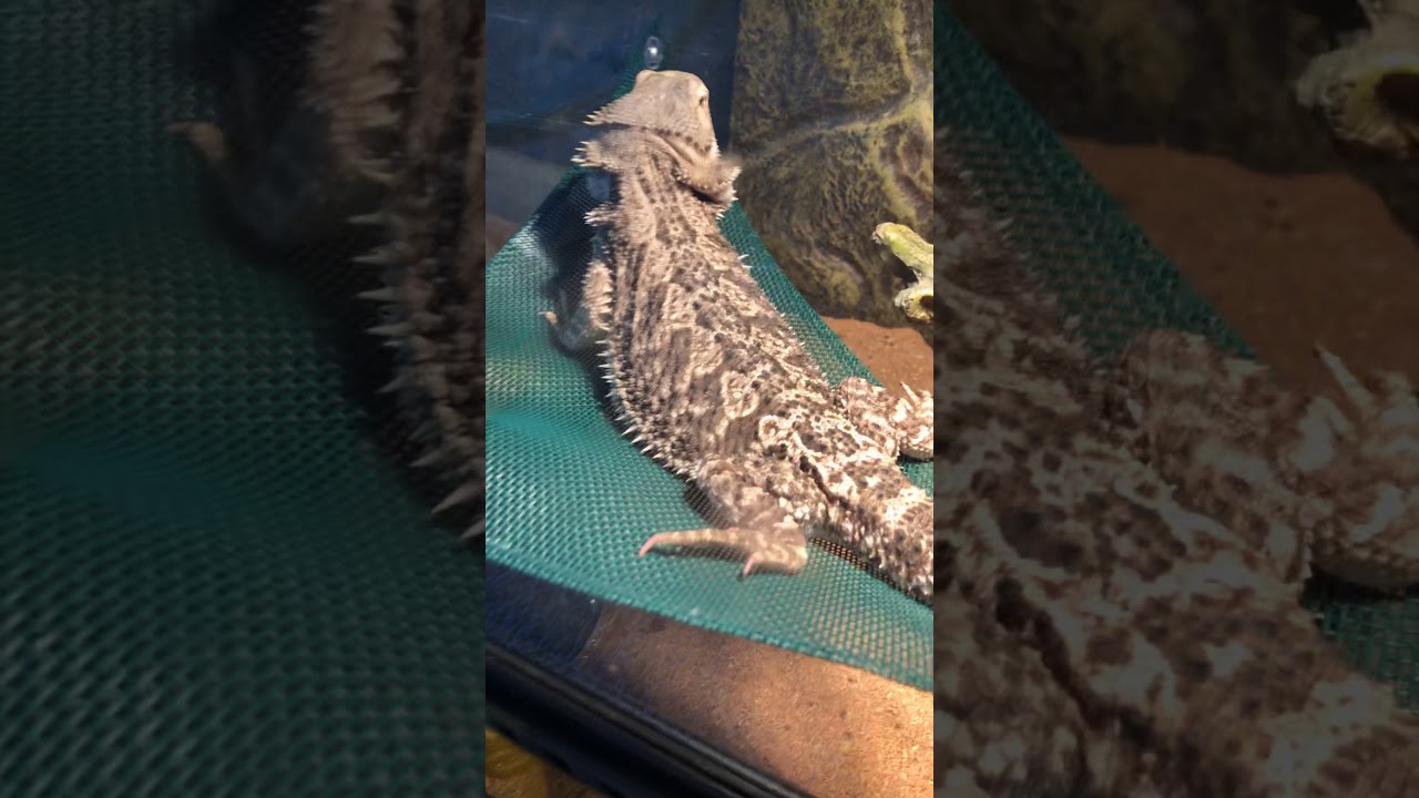 Mango the lizard 🦎 - YouTube