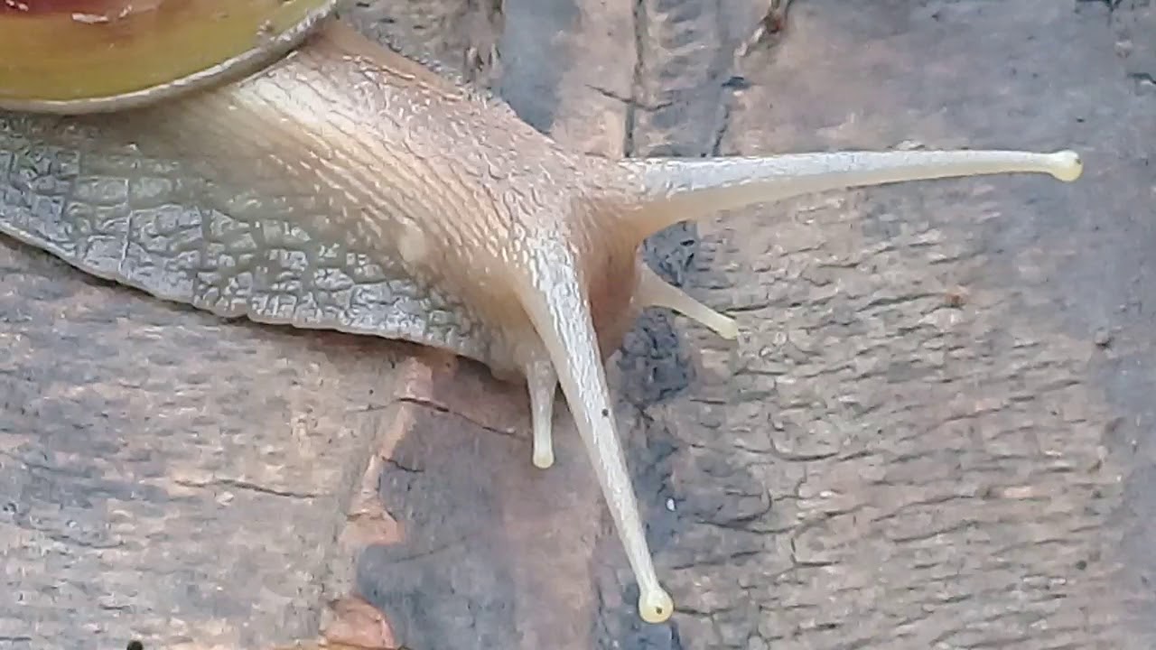 Keong racun - YouTube